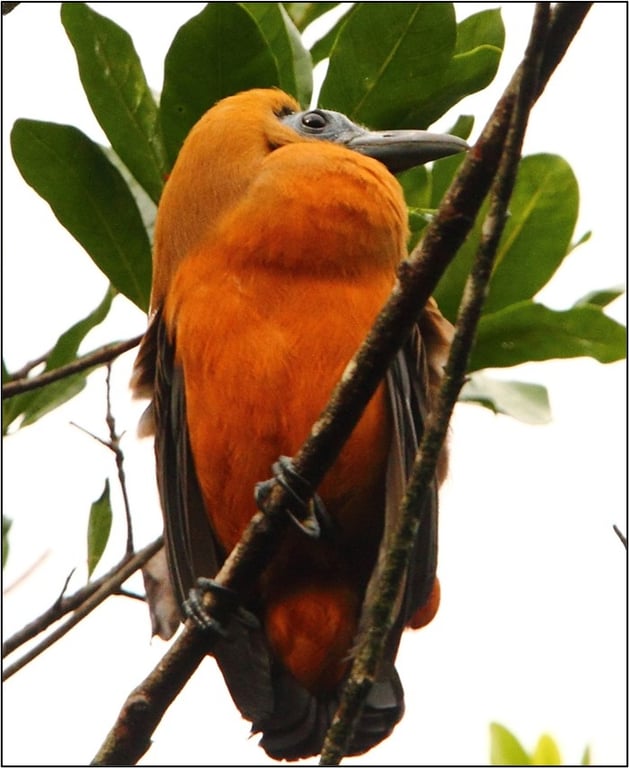 Top 50 Birds